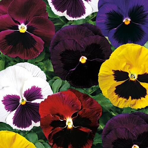 6-Pack Multicolor Colossus Formula Mix Pansy (Lw02839) in the Annuals ...