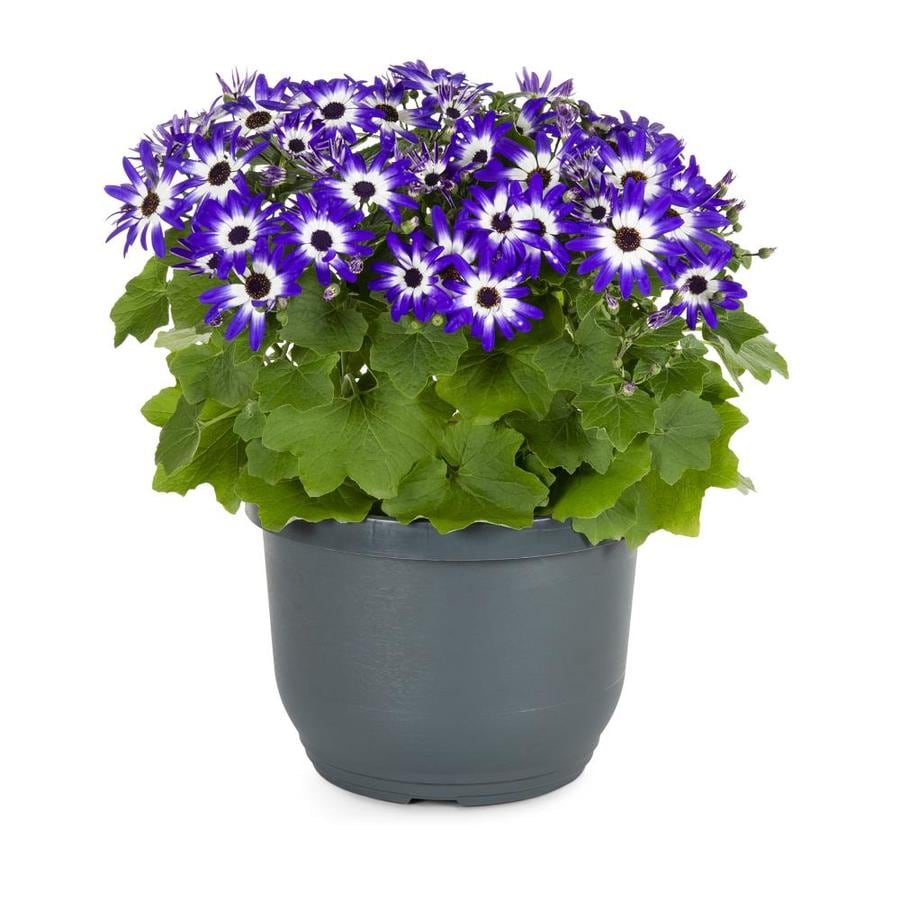 1.75-Gallon Multicolor Senetti Pericallis in Pot (L21175) at Lowes.com