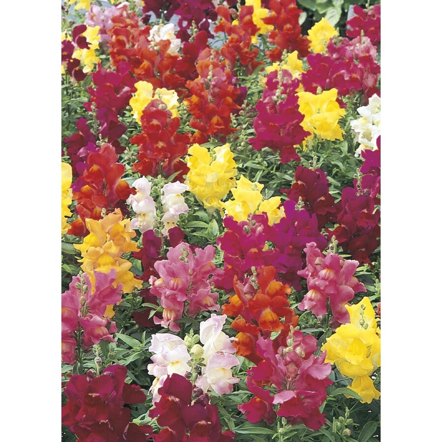 3-Quart Multicolor Snapdragon in Pot (L3278) at Lowes.com