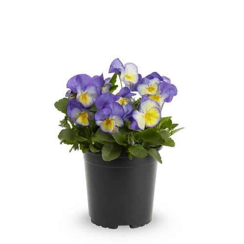 2.5-Quart Multicolor Viola in Pot in the Annuals department at Lowes.com