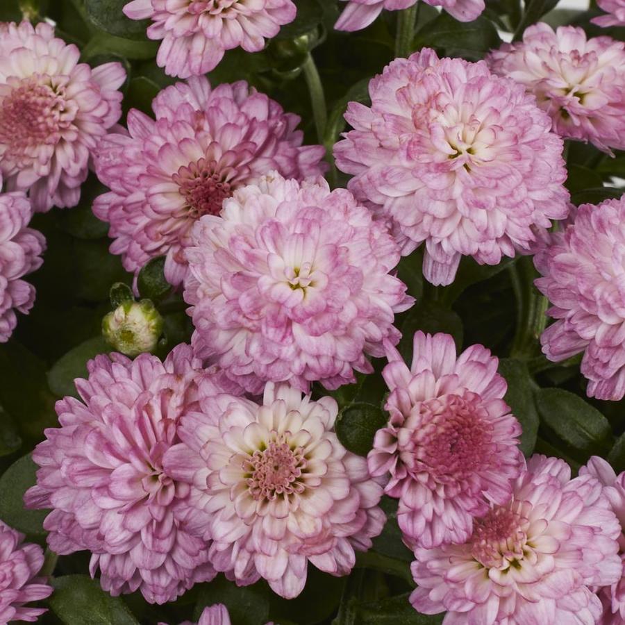 1-Quart Pink Garden Mum in Pot (L5581) in the Annuals department at ...