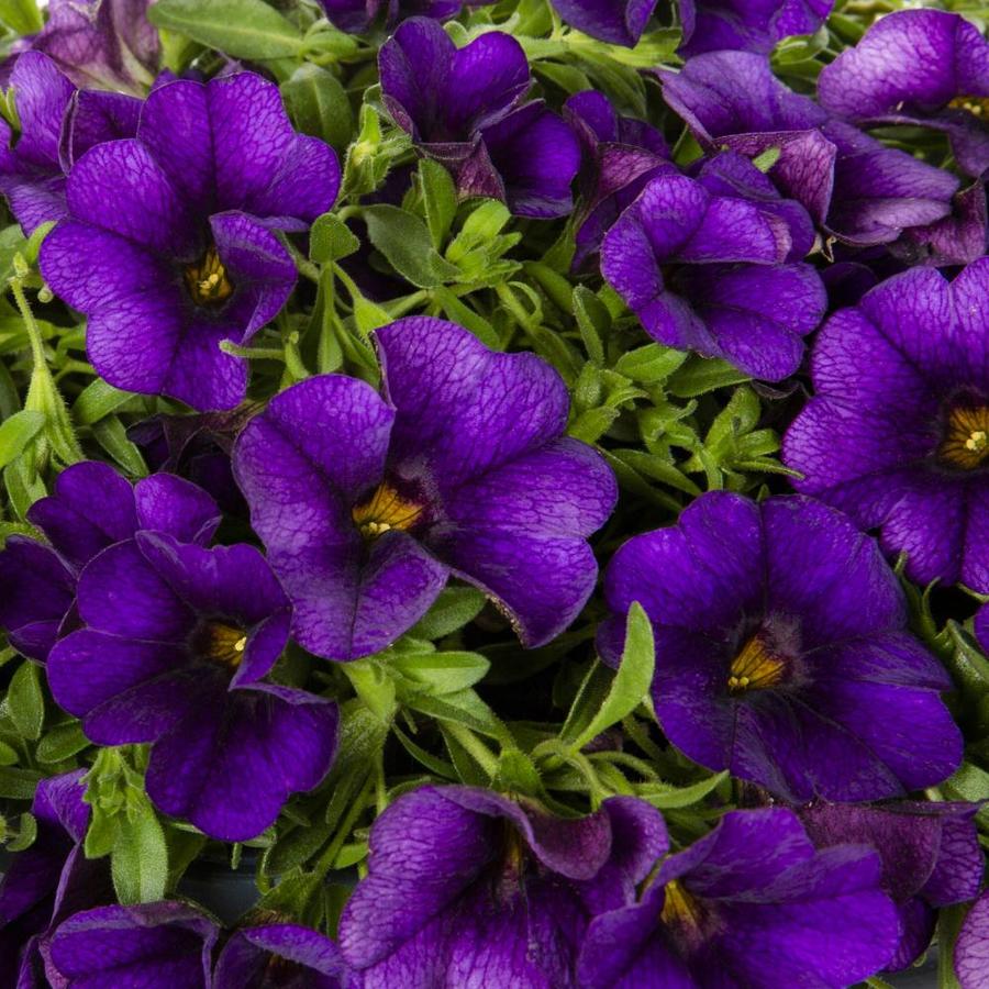 1.5-Gallon Multicolor Calibrachoa in Hanging Basket (L17603) in the ...