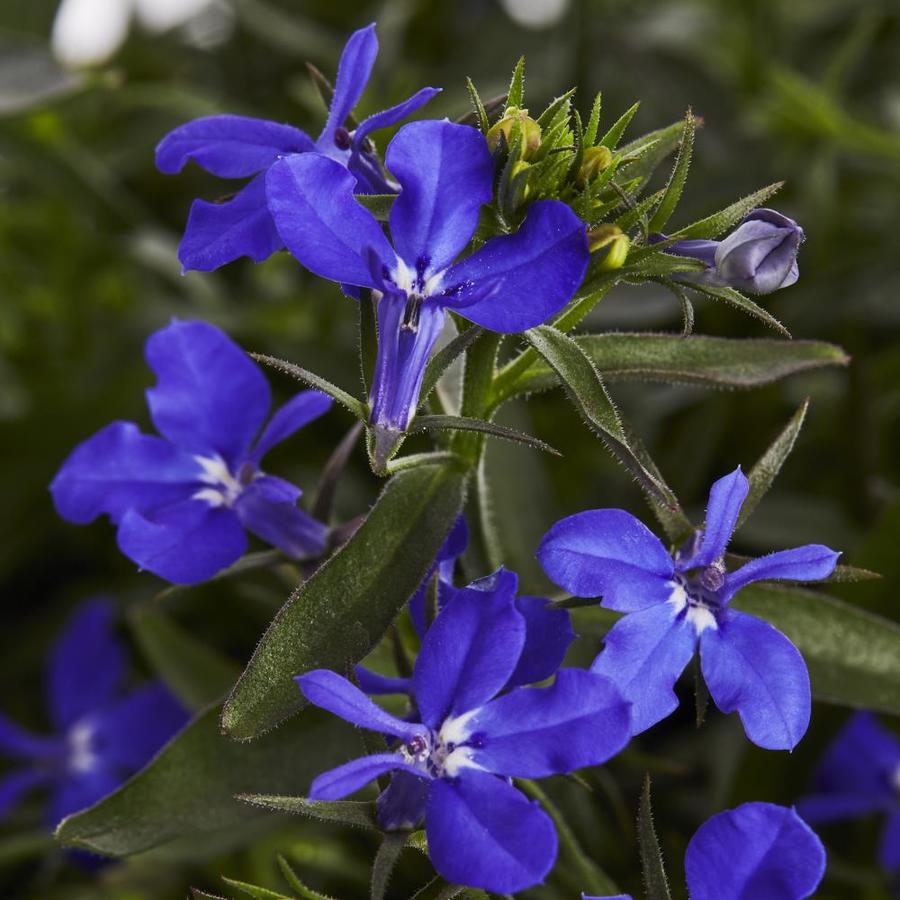 1.5-Gallon Multicolor Lobelia in Hanging Basket (L9900) in the Annuals ...