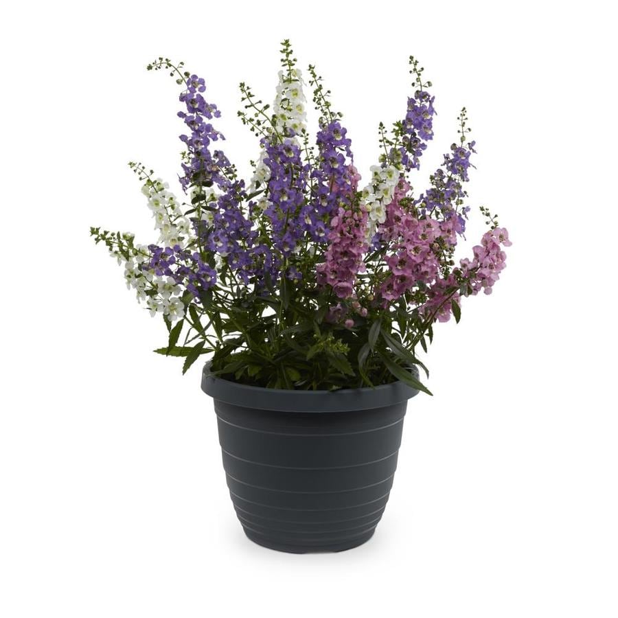 1.75-Gallon Purple Angelonia in Pot (L10016) at Lowes.com