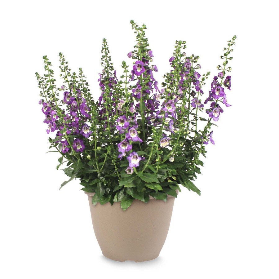 1.75-Gallon Purple Angelonia in Pot (L10016) in the Annuals department ...