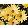 2-Gallon Multicolor African Daisy in Planter (L11796) at Lowes.com