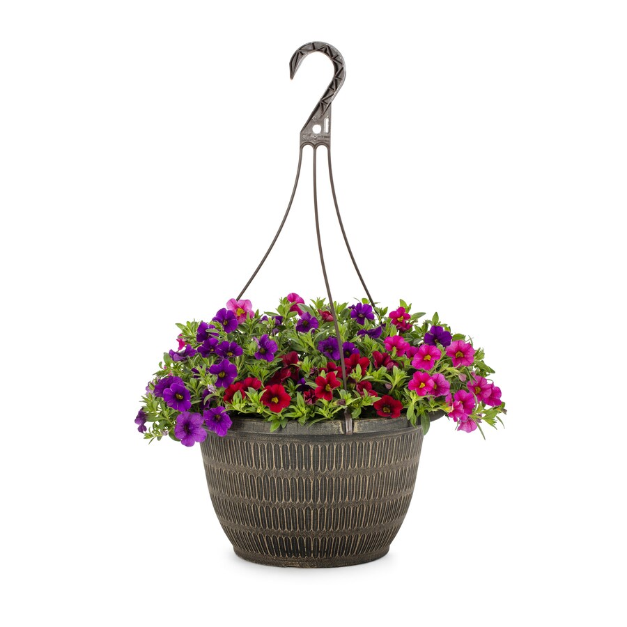2-Gallon Multicolor Calibrachoa in Hanging Basket (L17603) at Lowes.com
