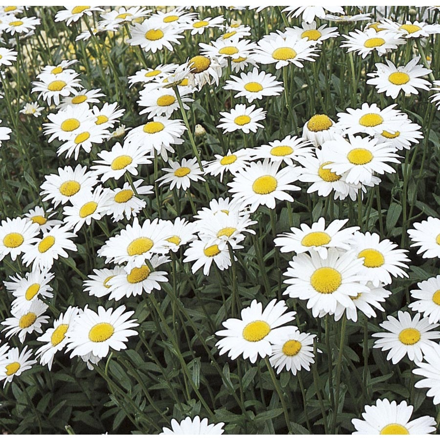 1-Pint in Pot Shasta Daisy (L10999) at Lowes.com
