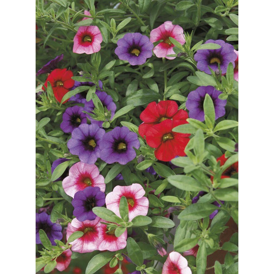 1.25-Quart Multicolor Calibrachoa in Pot (L17603) at Lowes.com