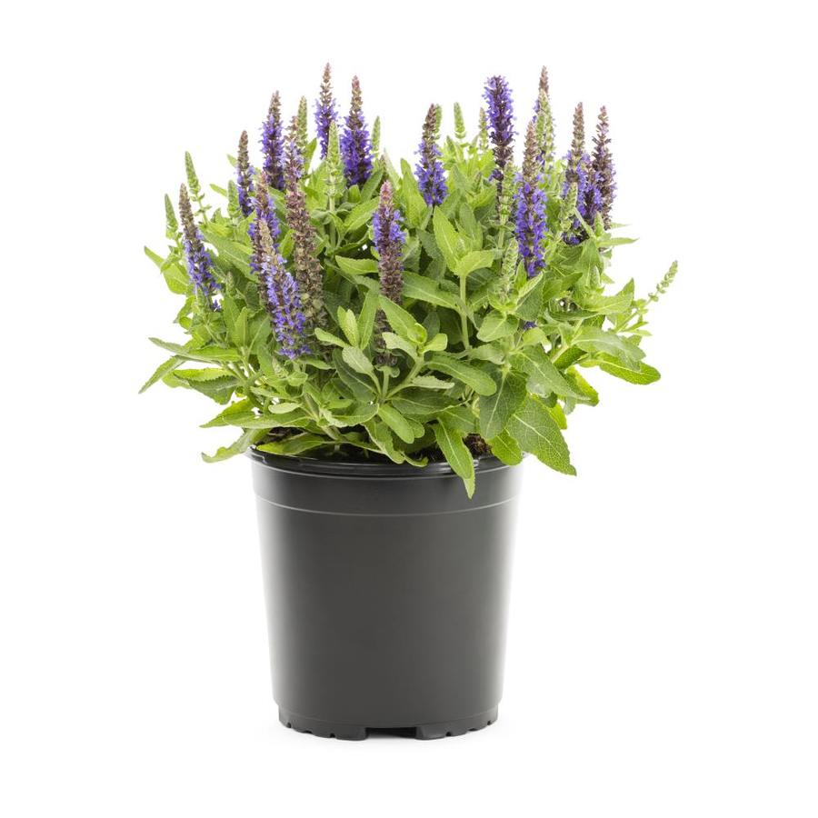 3-Quart Multicolor Salvia in Pot (L17608) in the Annuals department at ...
