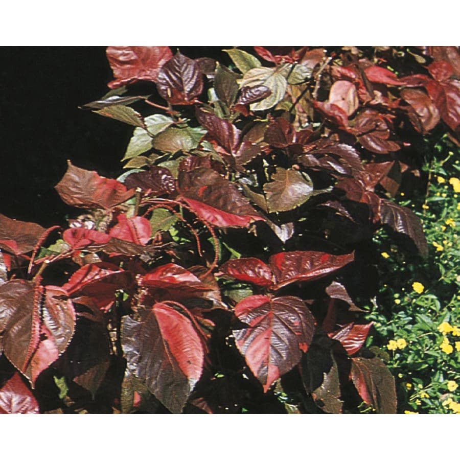 2.5-Quart Copper Plant in (L4635) at Lowes.com
