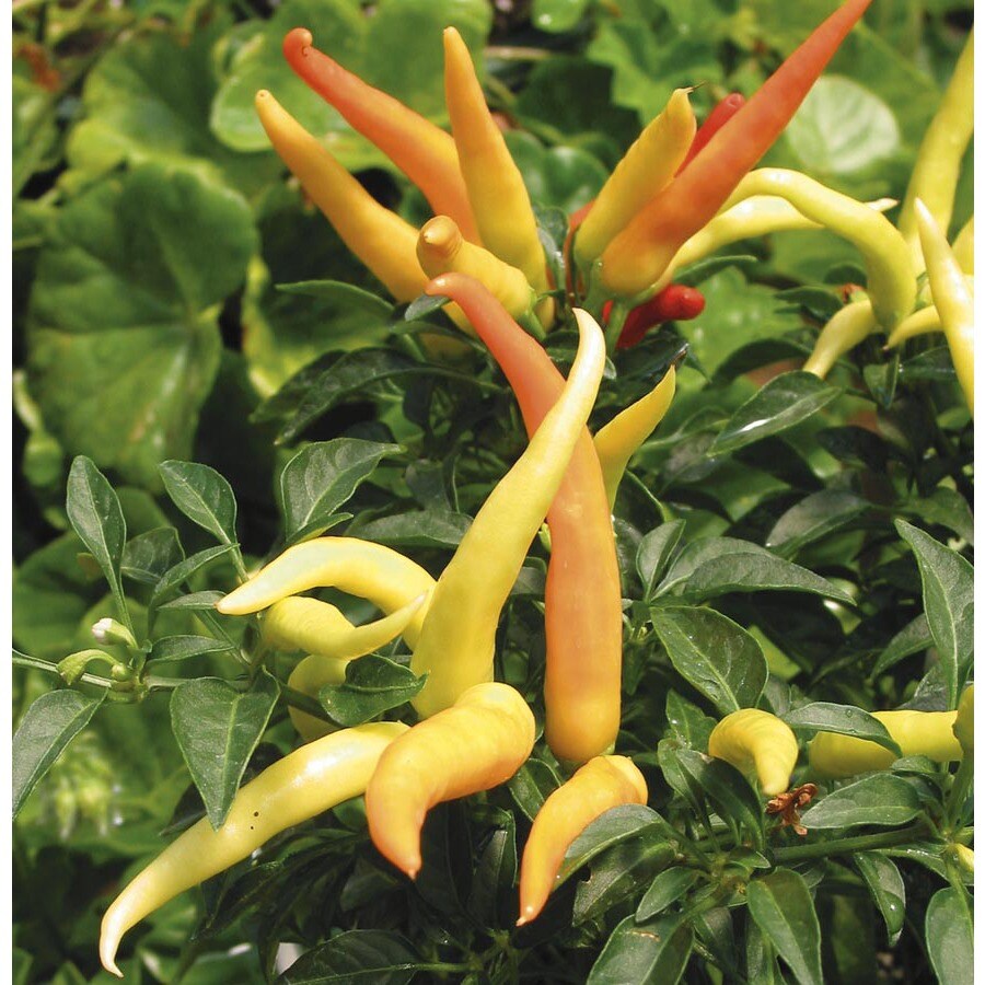 2.5-Quart Insignificant Ornamental Pepper (L9728) at Lowes.com