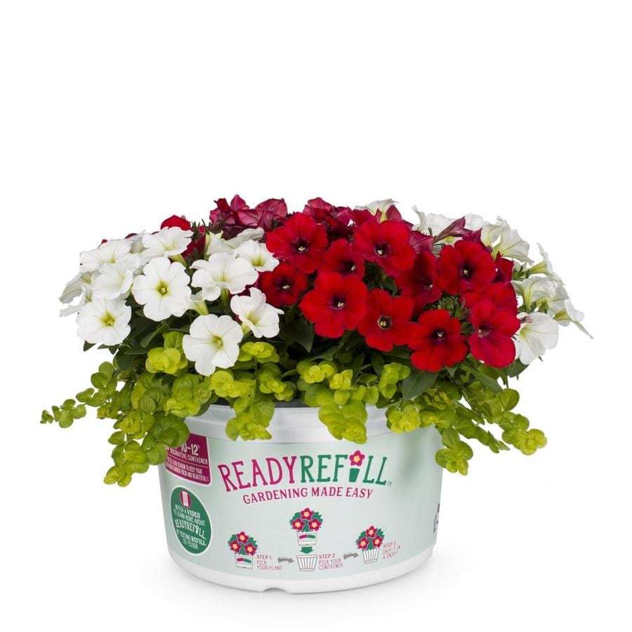 Ready Refill 1.5-Gallon Multicolor Mixed Annuals Combinations in Pot in ...