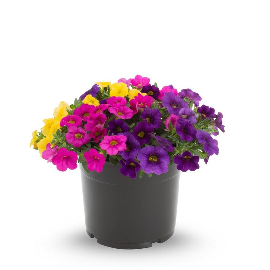 2-Gallon Multicolor Mixed Annuals Combinations in Hanging Basket in the ...
