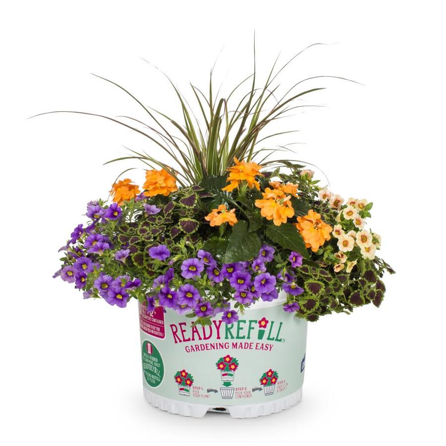 Ready Refill 2.88-Gallon Multicolor Mixed Annuals Combinations in Pot ...