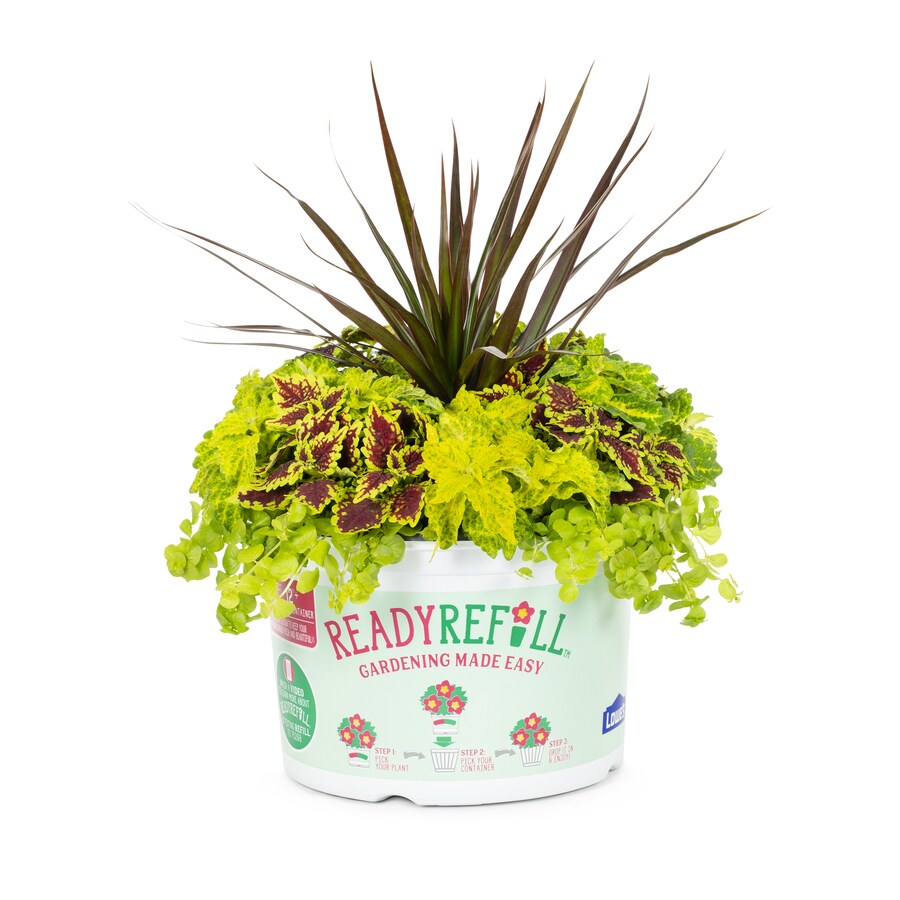Ready Refill 2.5-Gallon Multicolor Mixed Annuals Combinations in Pot at ...
