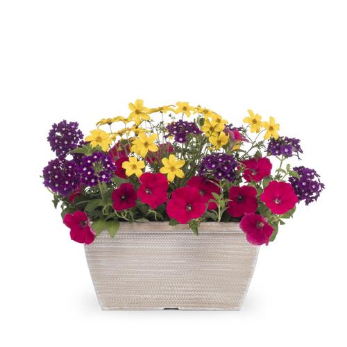 1.5-Gallon Multicolor Mixed Annuals Combinations in Planter at Lowes.com
