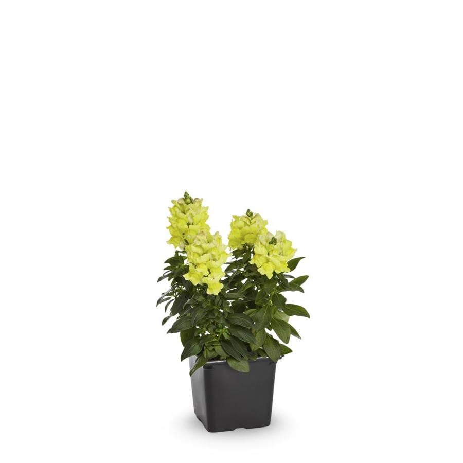 1-Quart Multicolor Snapdragon in Pot (L3278) at Lowes.com