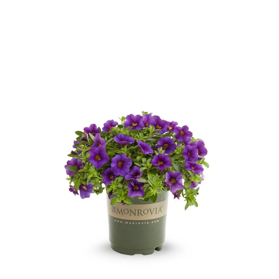 Monrovia 1-Quart Purple Calibrachoa in Pot (L17603) at Lowes.com