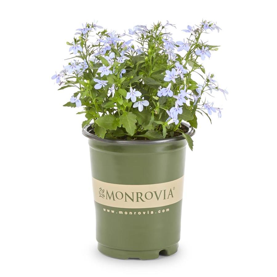 Monrovia 1-Quart Blue Lobelia in Pot (L9900) at Lowes.com
