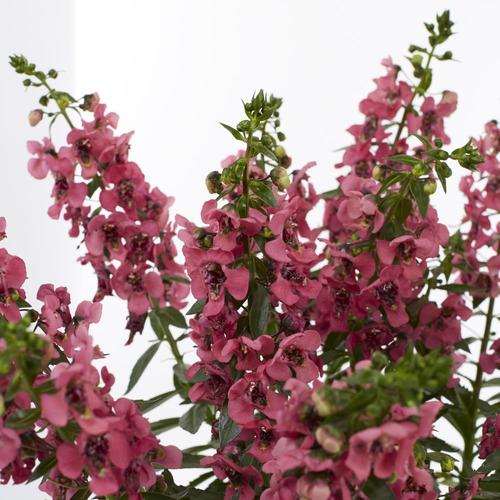 Monrovia 2.5-Quart Red Angelonia in Pot (L10016) at Lowes.com