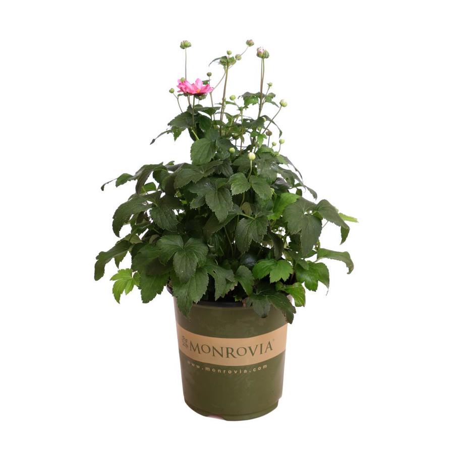 Monrovia 2.5-Quart in Pot Harmony Orchid Anemone at Lowes.com
