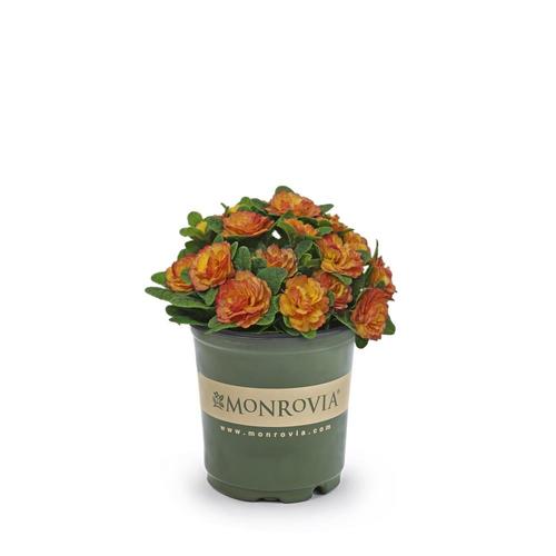 Monrovia 2.5-Quart in Pot Primrose (L6978) in the Perennials department ...