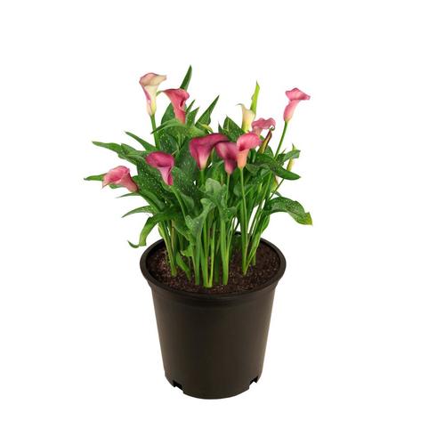 2.5-Quart in Pot Calla Lily (Lw00678) in the Perennials department at ...