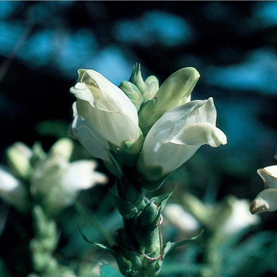 1.5-Gallon in Pot White Turtlehead (Lw03980) at Lowes.com