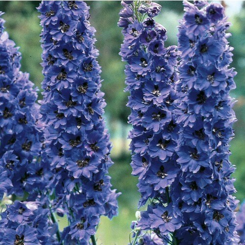 1.92-Gallon in Pot Delphinium (L6850) in the Perennials department at ...