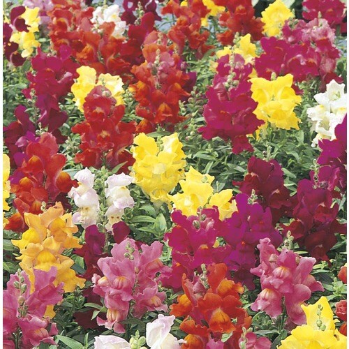 1-Pint Multicolor Snapdragon in Pot (L3278) at Lowes.com