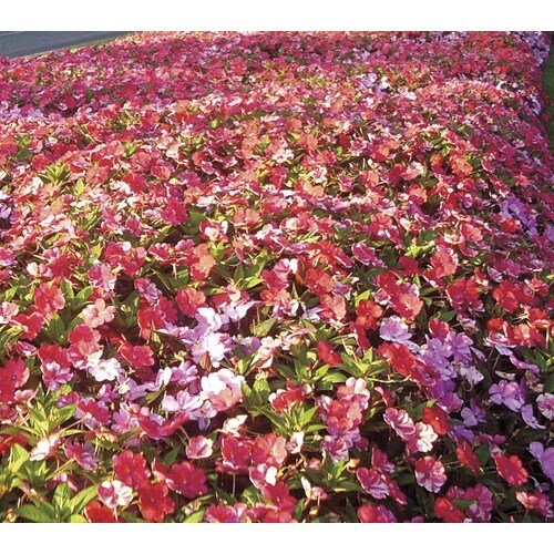 3-Quart Multicolor Sunpatiens in Pot (L21670) in the Annuals department ...