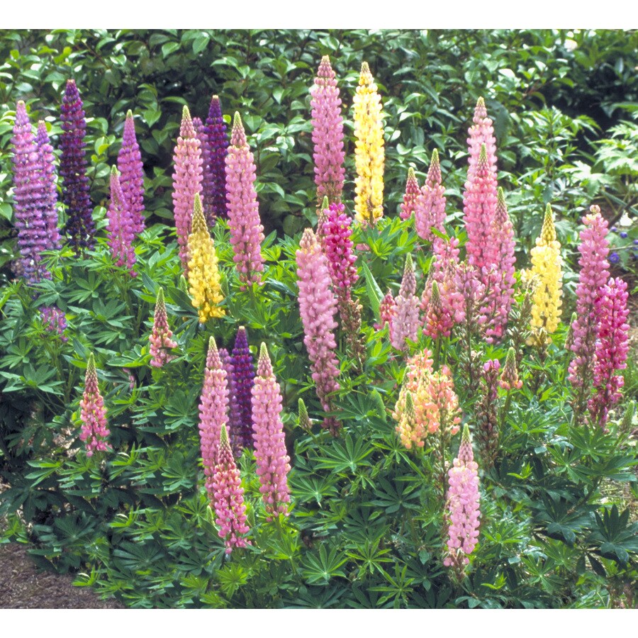 2.5-Quart in Pot Lupine (Lw01792) in the Perennials department at Lowes.com
