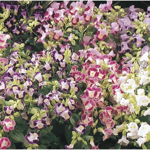 2.5-Quart Multicolor Torenia in Pot (L9964) in the Annuals department ...