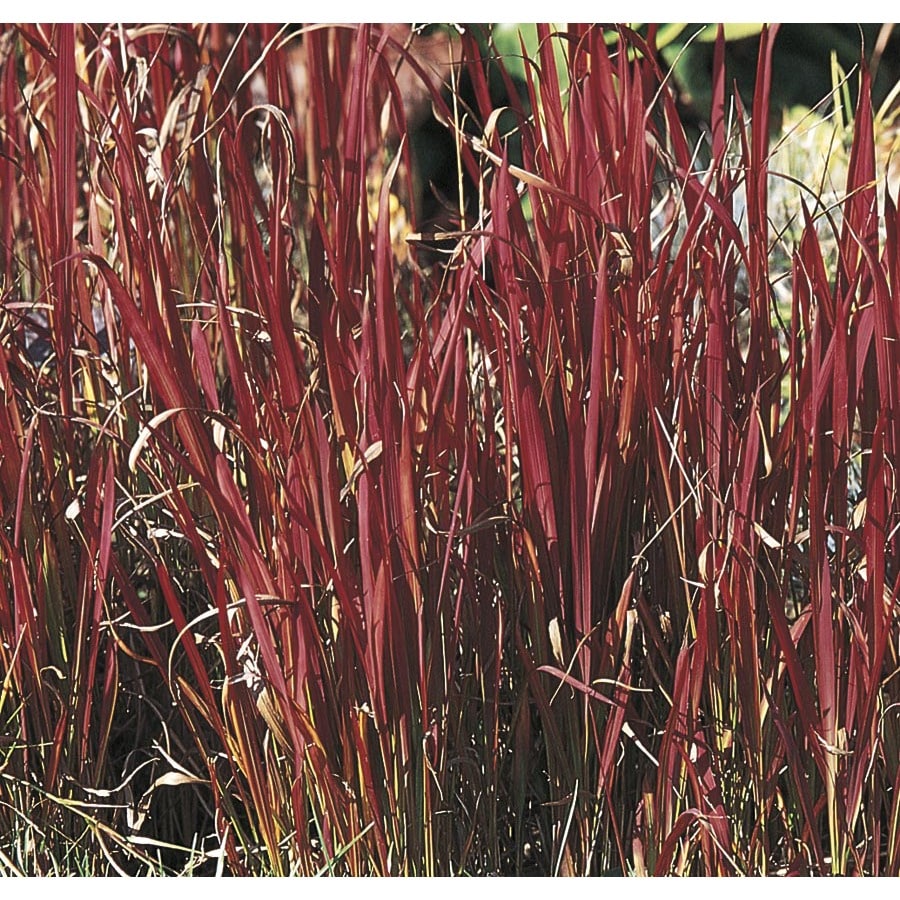 2.5-Quart Red Hook Sedge (L22454) at Lowes.com