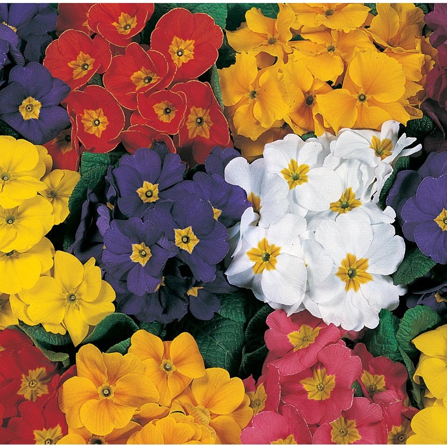1.5-Gallon Multicolor Primrose in Planter (L17332) in the Annuals ...
