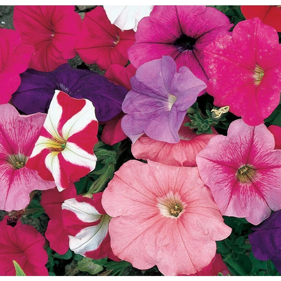 12-Pack Multicolor Petunia in Tray (L17355) in the Annuals department ...