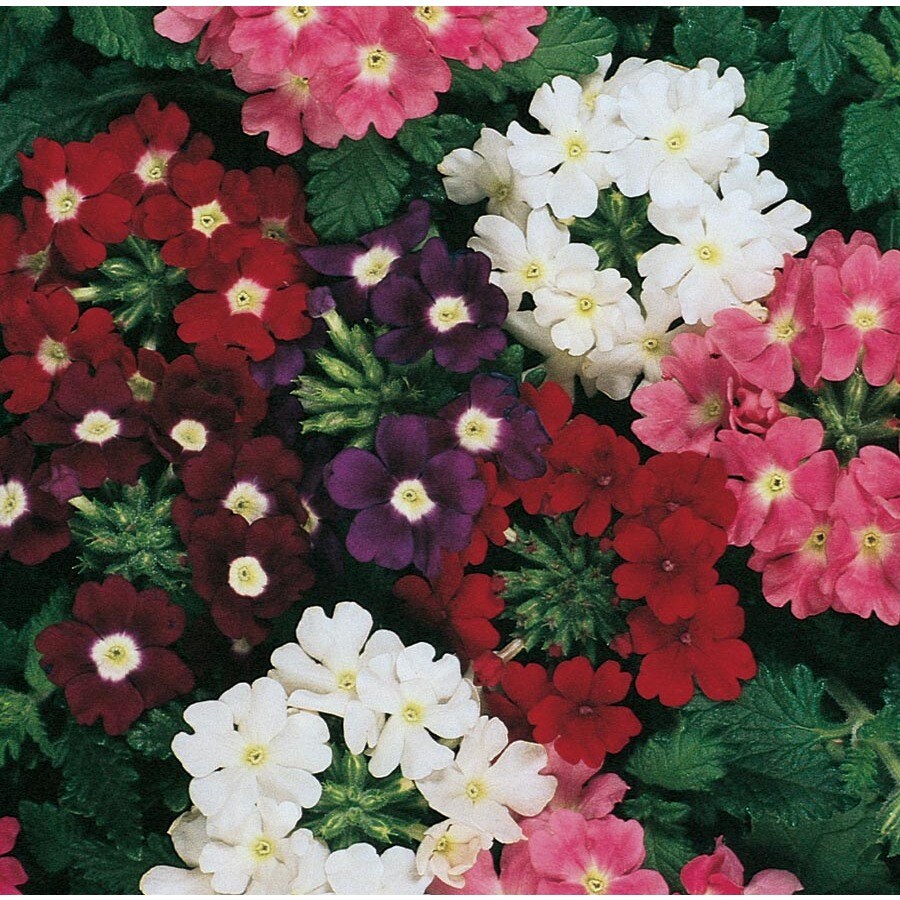 12-Pack Multicolor Verbena in Tray (L3164) at Lowes.com