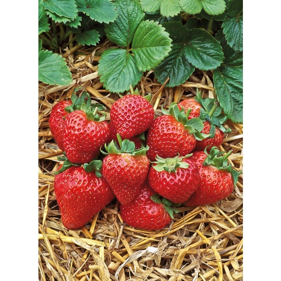 Fragaria Sp. (L00574) at Lowes.com