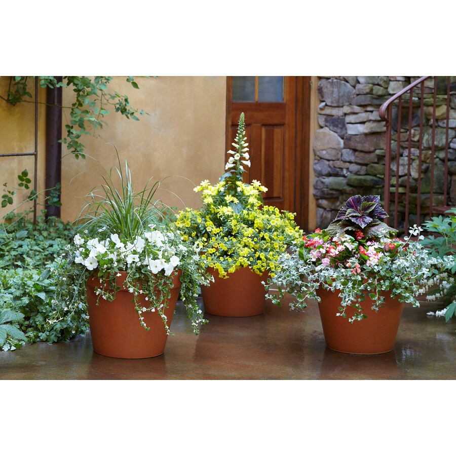 Norcal Pottery 18.503-in W x 14.96-in H Orange Terracotta Planter in ...