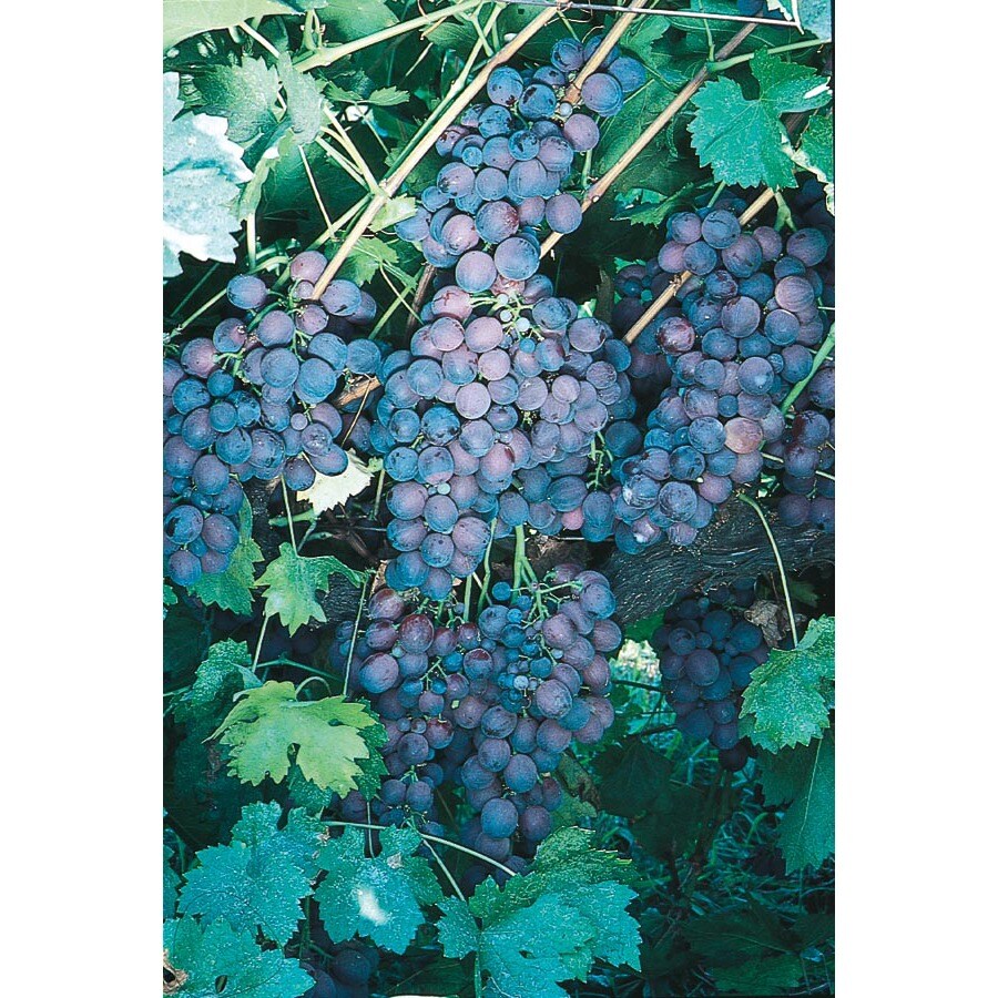 Black Monukka Seedless Grape (LW00687) at Lowes.com