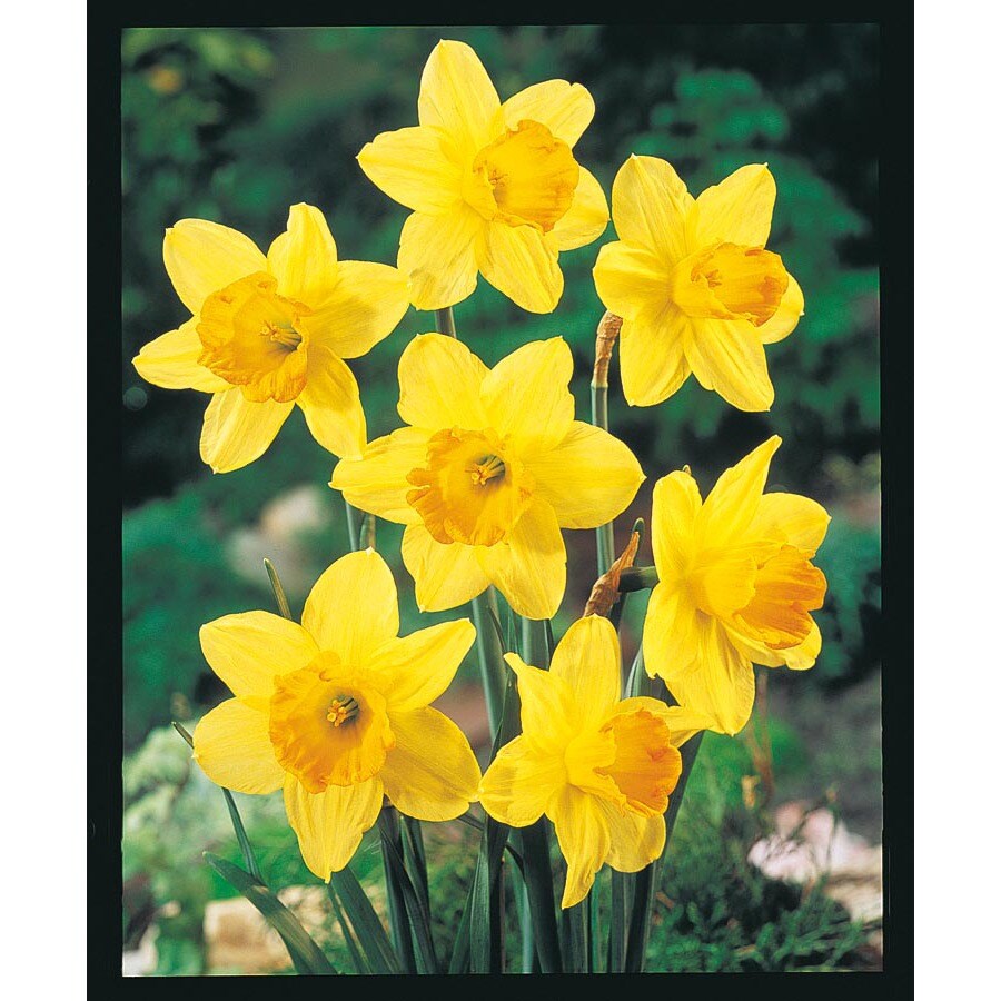 Fortune Daffodil Bulbs at Lowes.com