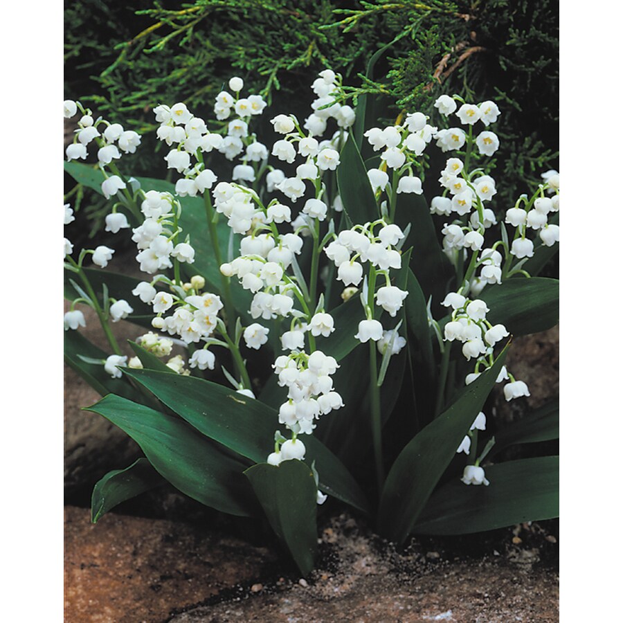 Lily Bulbs at Lowes.com