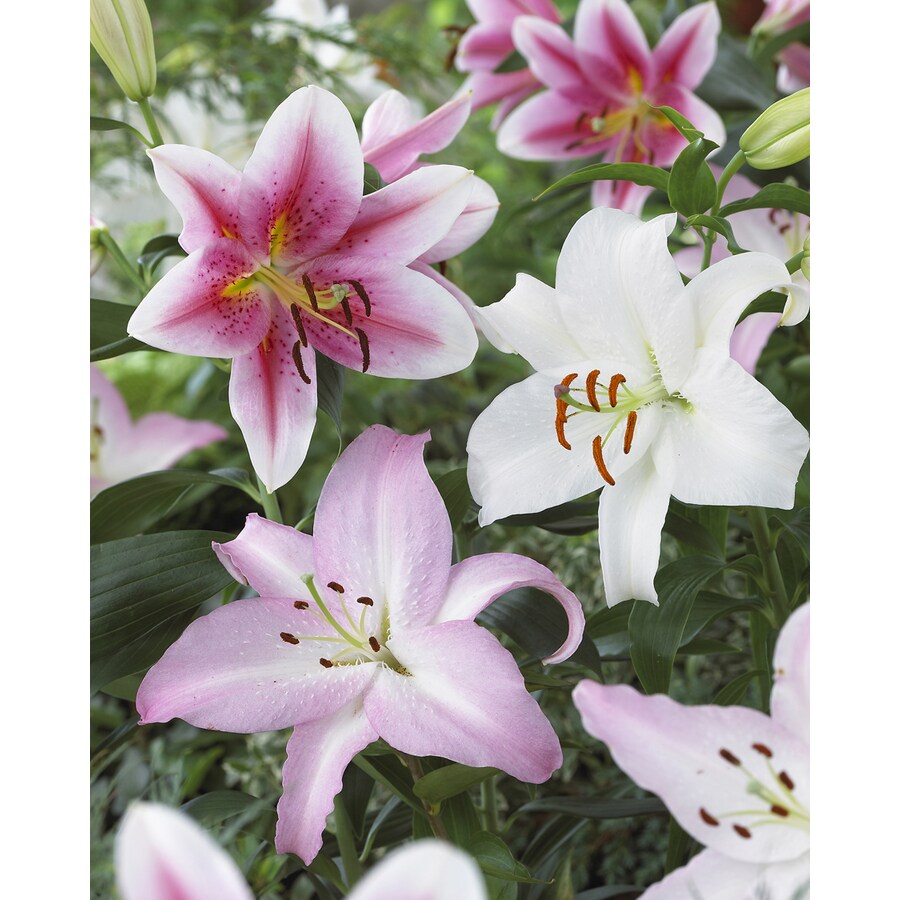 Lily Bulbs at Lowes.com