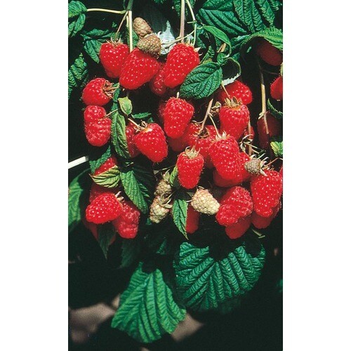 Rubus 'Brandywine' (Lb9498) in the Fruit Plants department at Lowes.com