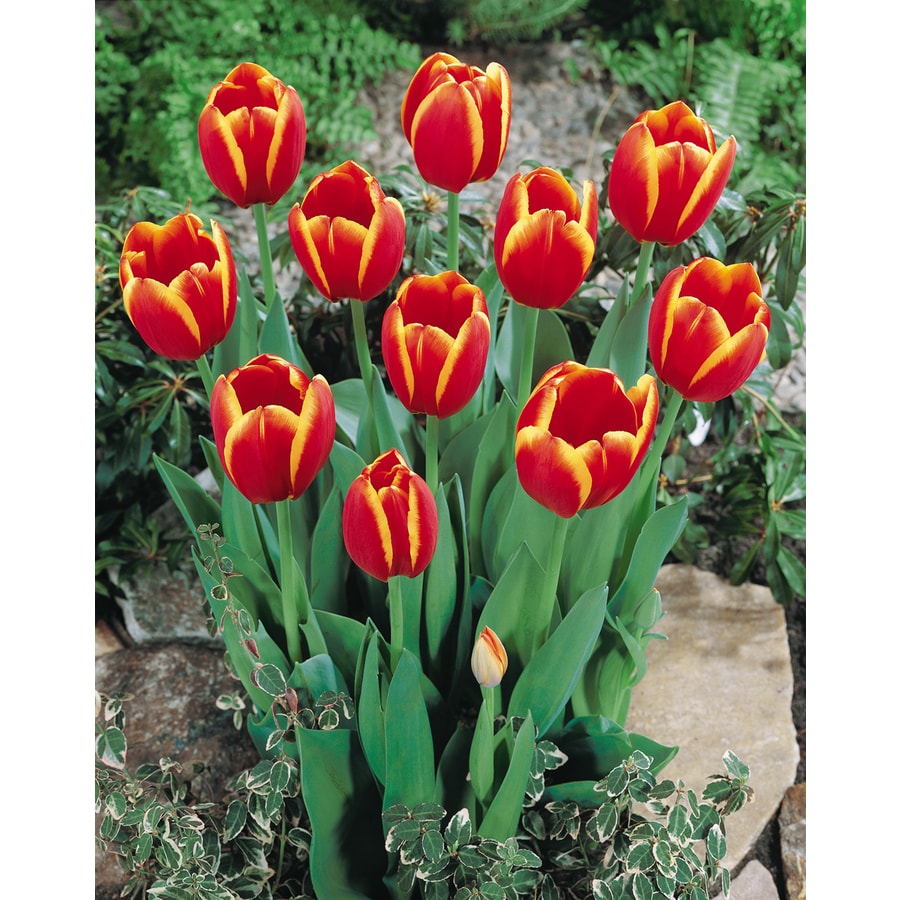 8 Count Tulip Worlds Favorite Bulbs at Lowes.com