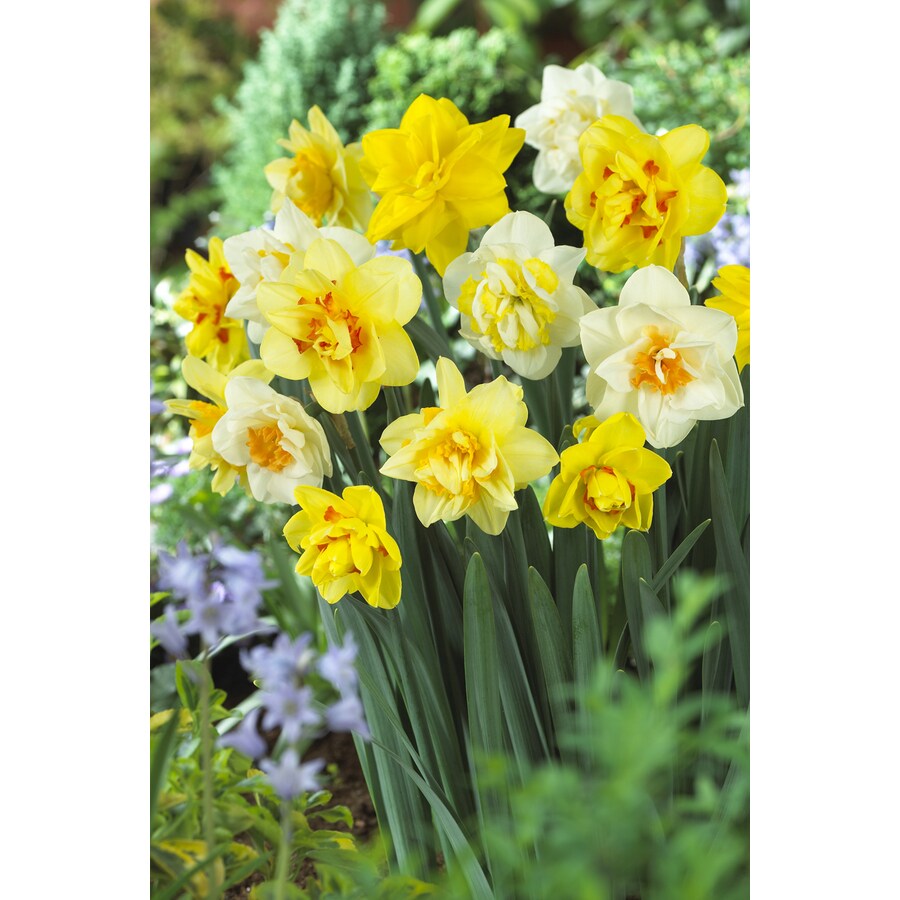 12 Count Daffodil Double Mixed Bulbs at Lowes.com