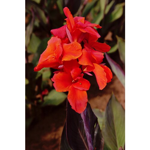 3 Count Canna Red King Humbert Bulbs in the Plant Bulbs department at ...