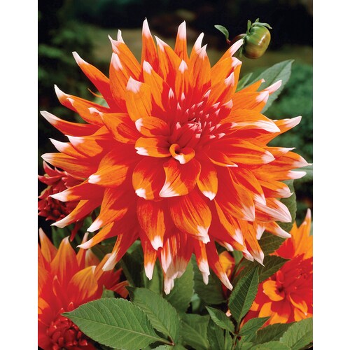 2 Count Dahlia Cactus Color Spectacle Bulbs in the Plant Bulbs ...