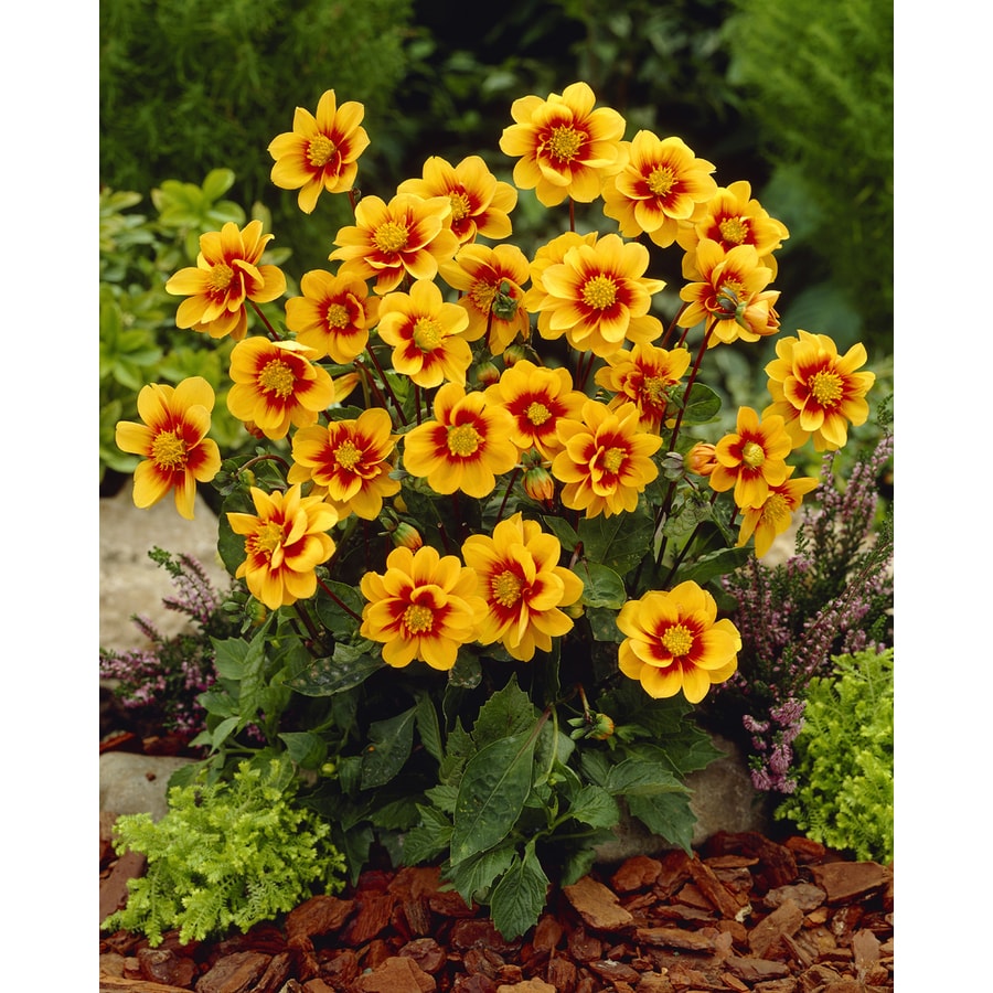 2 Count Dahlia Sunshine Bulbs at Lowes.com